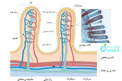 روده ی باریک دنیای زیست روده ی باریک از چه بخش هایی تشکیل شده است