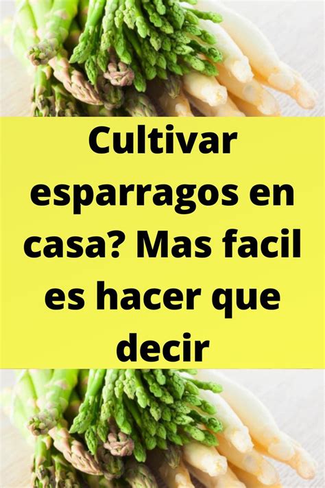 Cultivar Esparragos En Casa Mas Facil Es Hacer Que Decir Cultivar