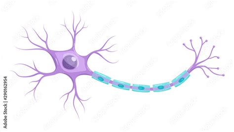 Illustration Of Neuron Anatomy Vector Infographic Neuron Nerve Cell