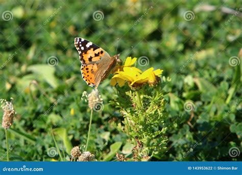 Schmetterling Sitzt Auf Einer Gelben Blume Stockfoto Bild Von Morgen