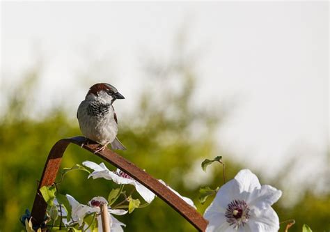 Spatz Vogel Tier Kostenloses Foto Auf Pixabay Pixabay