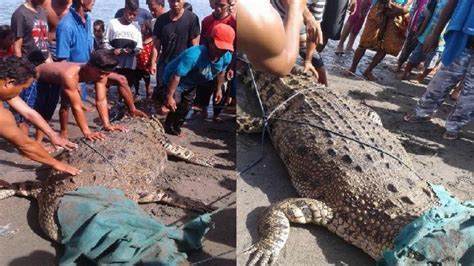 Detik Detik Penangkapan Buaya Sepanjang Meter Viral Ini Videonya