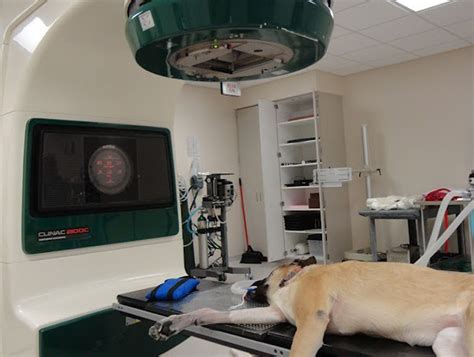 Radiologia Conheça a Radiologia Veterinária e suas Aplicações