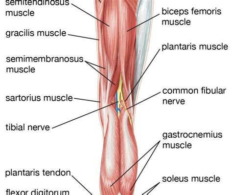 Unlock The Secrets Of Leg Muscle Anatomy With A Back View Enhance Your