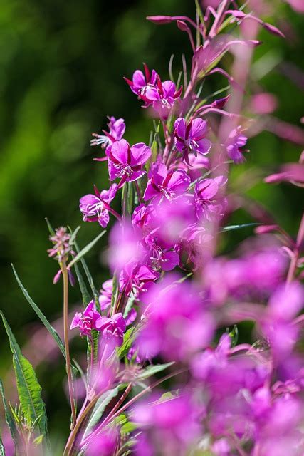Blommor Lila Blomma Liten Gratis foto på Pixabay Pixabay