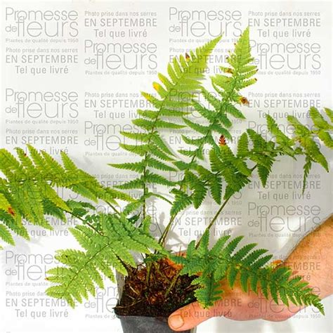Dryopteris affinis Fausse fougère mâle Grandes frondes persistantes