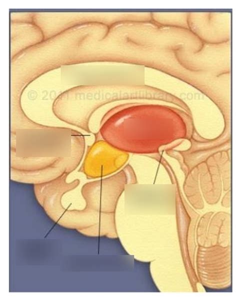 Thalamus And Hypothalamus Diagram Quizlet