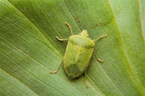 How To Get Rid Of Stink Bugs In Southern Ontario Icon Pest Pest
