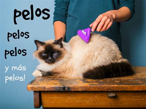 Cómo eliminar los pelos de gato en casa