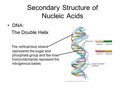 Structure And Function Of Nucleic Acid Matob R