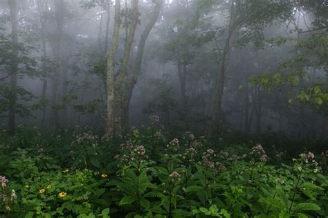 Pin By Pinner On Guardado R Pido Fairy Wallpaper Nature Aesthetic