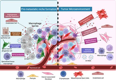Stages Of Tumor Development And Mechanism Of Metastasis