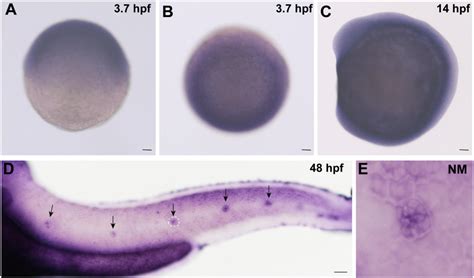 Frontiers Cingulin B Is Required For Zebrafish Lateral Line