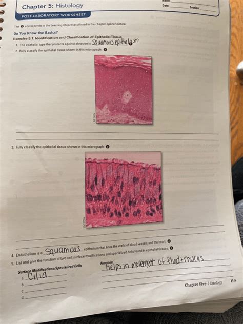 Epithelial Tissue Worksheet Anatomy Epithelial Tissue Matching
