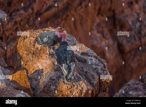 Us Border Vulture Hi Res Stock Photography And Images Alamy