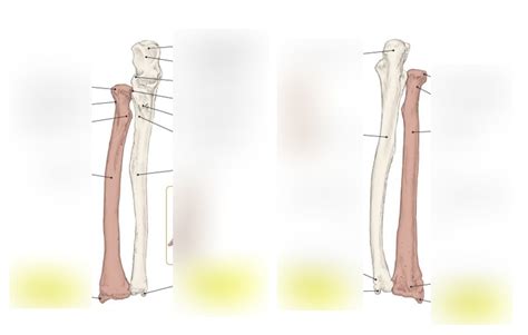 Distal Radial And Ulnar Bony Landmarks Diagram Quizlet