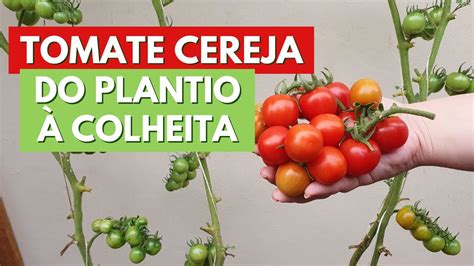 Como Plantar Tomate Cereja Em Vaso Passo A Passo Para Fazer