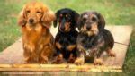 Top 200 Nombres Para Perros Salchichas Actualizado 2023