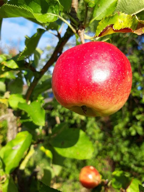 Manzana Fruta Comida Foto Gratis En Pixabay Pixabay