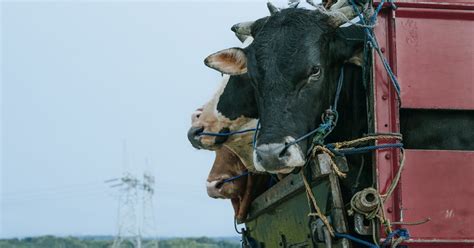 Jeziva Scena Krave Ispale Iz Kamiona Umalo Nastao Karambol Na Putu