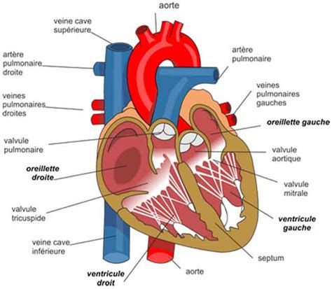 Organe central moteur de la circulation sanguine situé dans le