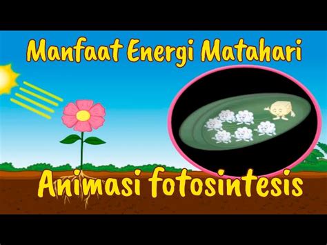 Temukan Manfaat Cahaya Matahari Bagi Tumbuhan Yang Jarang Diketahui