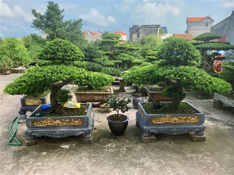 Hướng dẫn trồng và chăm sóc cây tùng la hán trong vườn đơn giản Tư Tùng