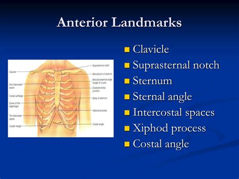Anterior Thoracic Landmarks