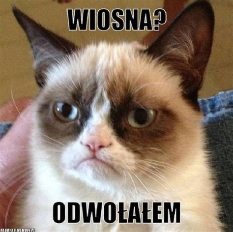 Stefan Czy Ty W A Nie Pu Ci E P Ka Oto Najlepsze Memy Na Pierwszy