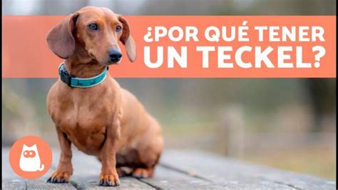 Guía Completa para Adoptar un Perro Salchicha Todo lo que Necesitas