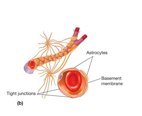 CNS Vasculature Flashcards Quizlet
