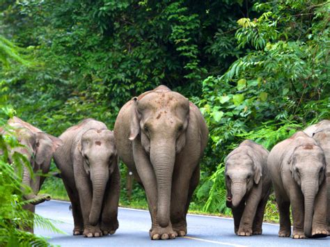 Khao Yai National Park Mooiste Nationaal Park In Thailand