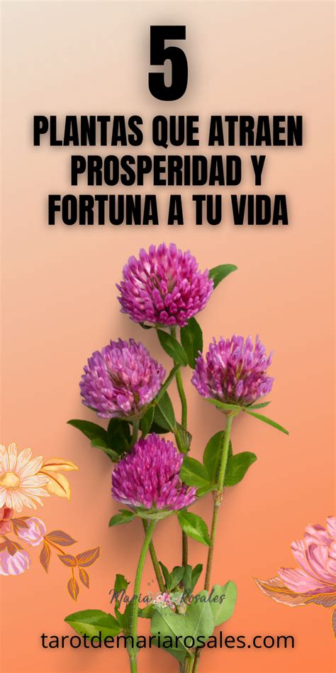5 Plantas Que Atraen Dinero Prosperidad Y Fortuna A Tu Hogar Artofit