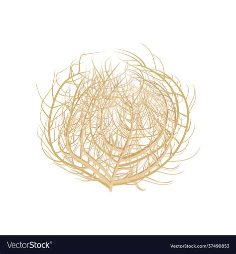 Tumbleweed Royalty Free Vector Image VectorStock