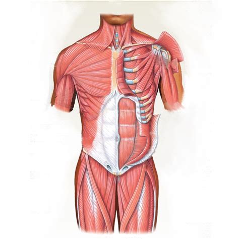 Torso Anterior View Diagram Quizlet