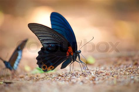Schmetterling Auf Dem Boden Stock Bild Colourbox
