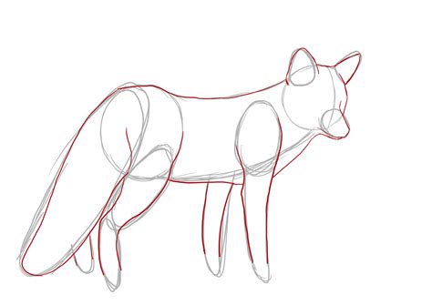 Comment Dessiner Un Renard Blog Dessindigo