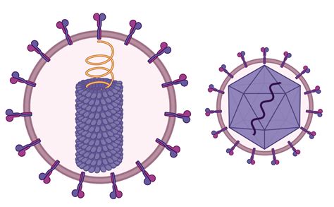 Capsids And Nucleocapsids Virology Blog