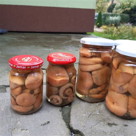 Grzyby Marynowane Kamianna OLX Pl