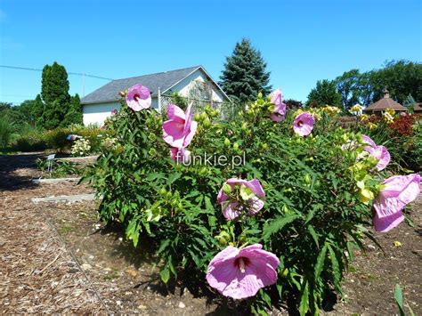 Hibiskus bylinowy Berrylicious Hibiscus sadzonka cena 12zł