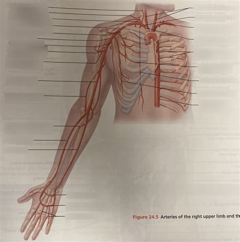 Bio Arteries Of Chest And Arm Diagram Quizlet