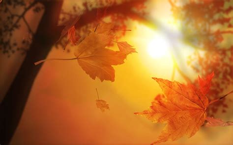Autumn Leaves Falling Wallpaper