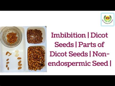 Imbibition Dicot Seeds Parts Of Dicot Seed Non Endospermic Seed