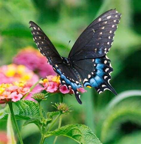 Lista 91 Foto Qué Significa Ver Una Mariposa Negra Lleno