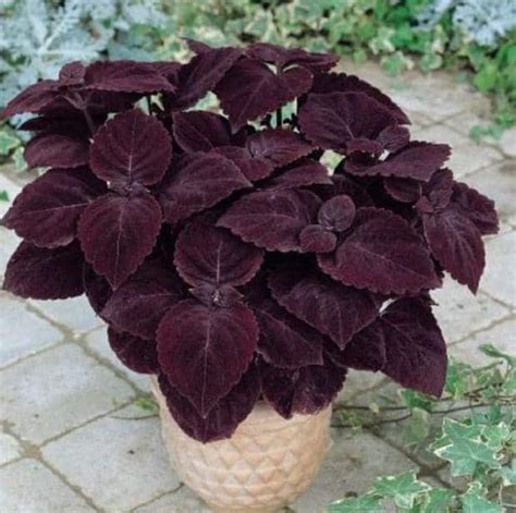 15 GORGEOUS Purple Houseplants Balcony Garden Web