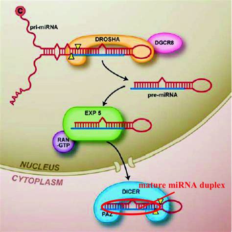 MiRNA Biogenesis MiRNAs Are Processed From Hairpin Containing Primary