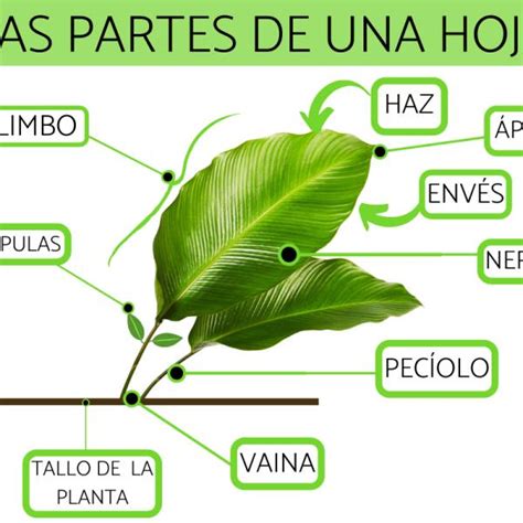 Gorrión De tormenta Kenia cuales son las partes de la hoja de una