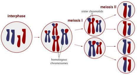 Chromosomal Abnormalities And IVF What You Need To Know