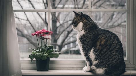 5 Consejos Para Evitar Que Tu Gato Escape De Casa MUI Gatos