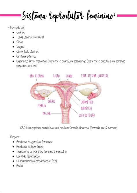Mapas Mentais Sobre Sistema Reprodutor Feminino Study Maps